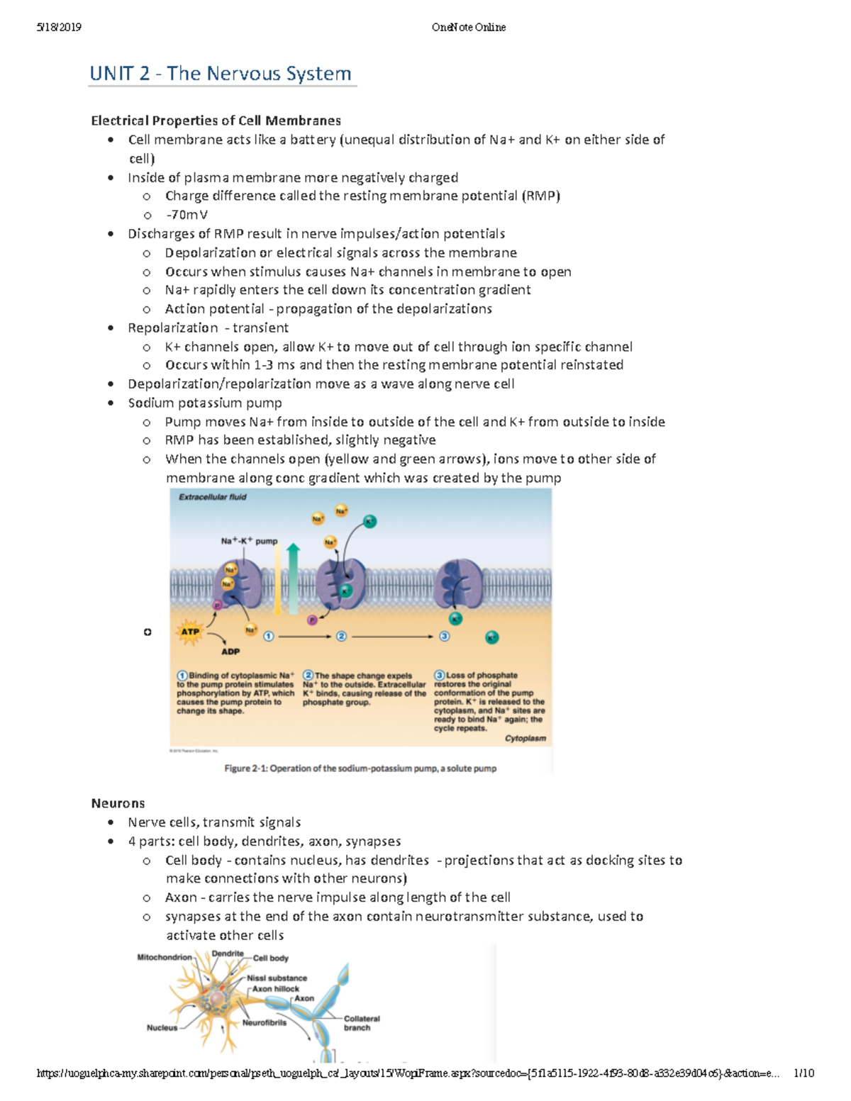 BIOM 2000 - Unit 2 The Nervous System - 5/18/2019 OneNote Online UNIT 2 ...