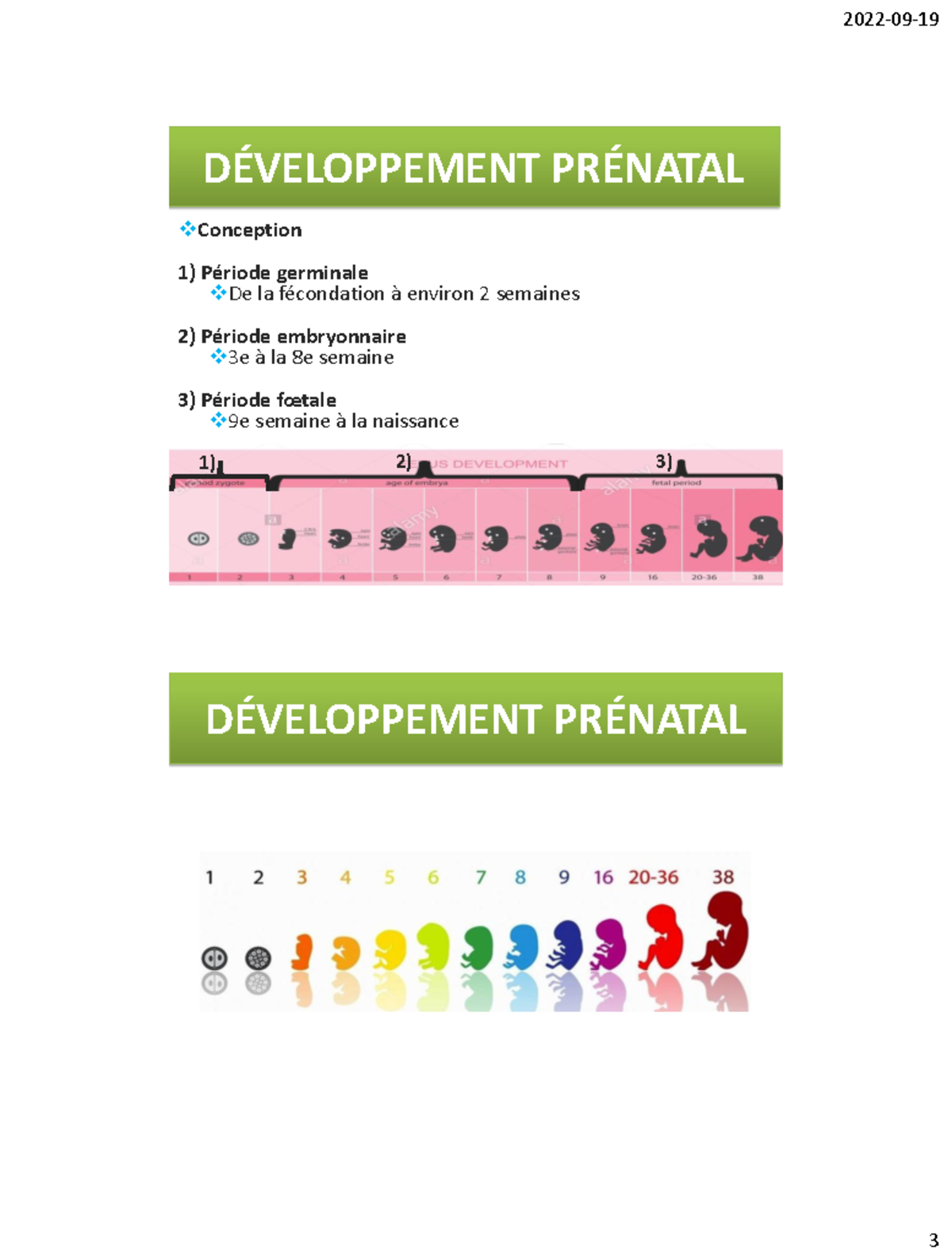 Cours 2 - Janie St-Onge - Conception 1) Période germinale De la fécondation à environ 2 semaines ...