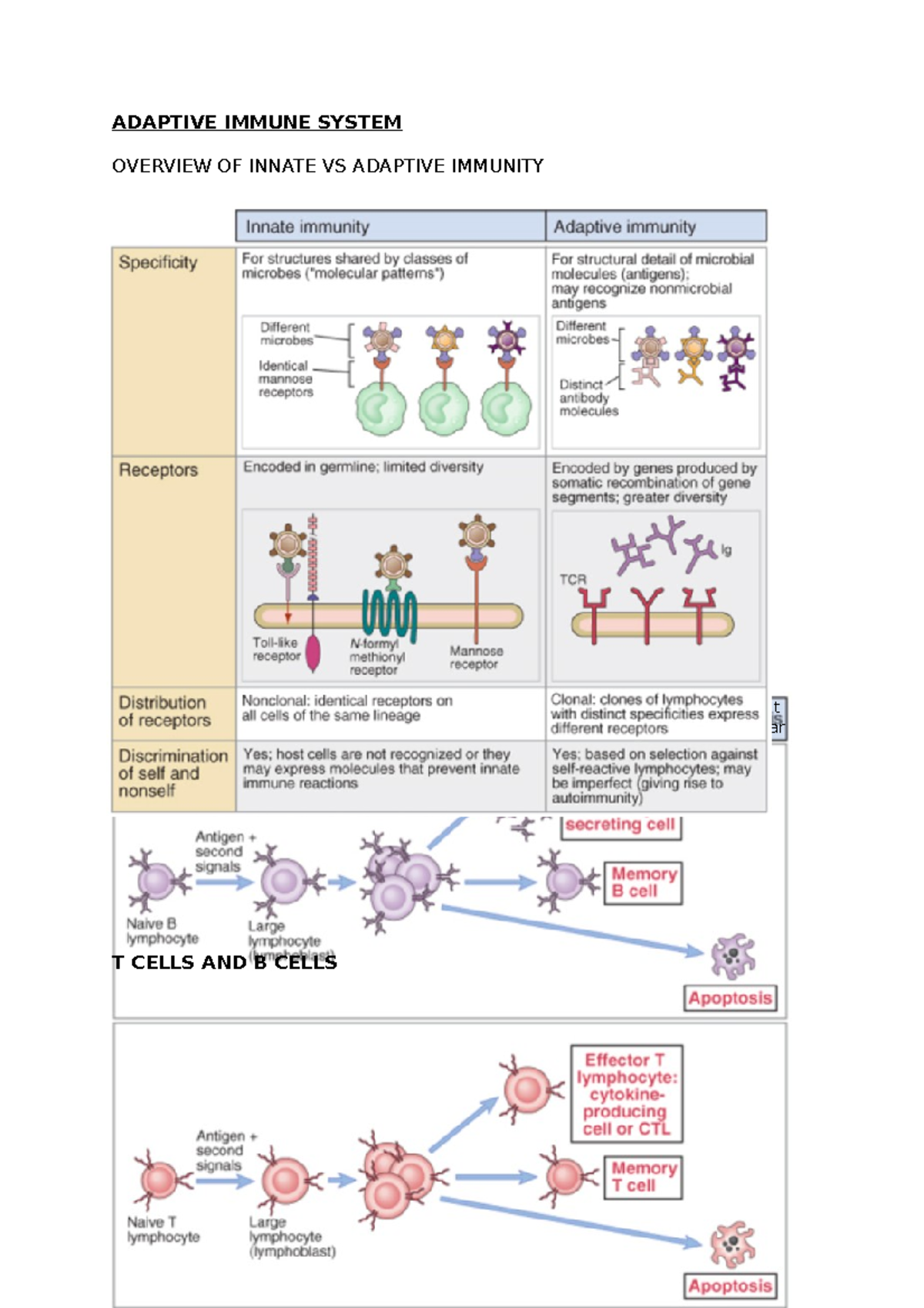 Adaptive Immune System - ADAPTIVE IMMUNE SYSTEM OVERVIEW OF INNATE VS ...