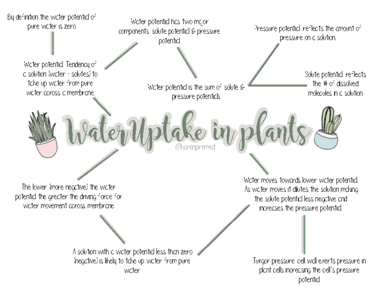 Water uptake in plants - Water Uptake in plants Water potential ...