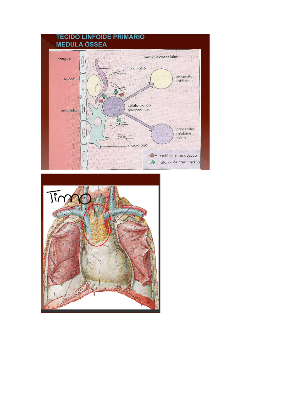 Anatomia imagens - TECIDO LINFOIDE PRIMARIO MEDULA ÓSSEA matriz ...