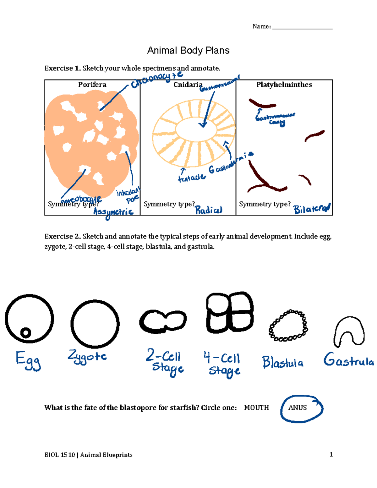 Animal Blueprints Worksheet - BIOL 1510 - NSU - Studocu