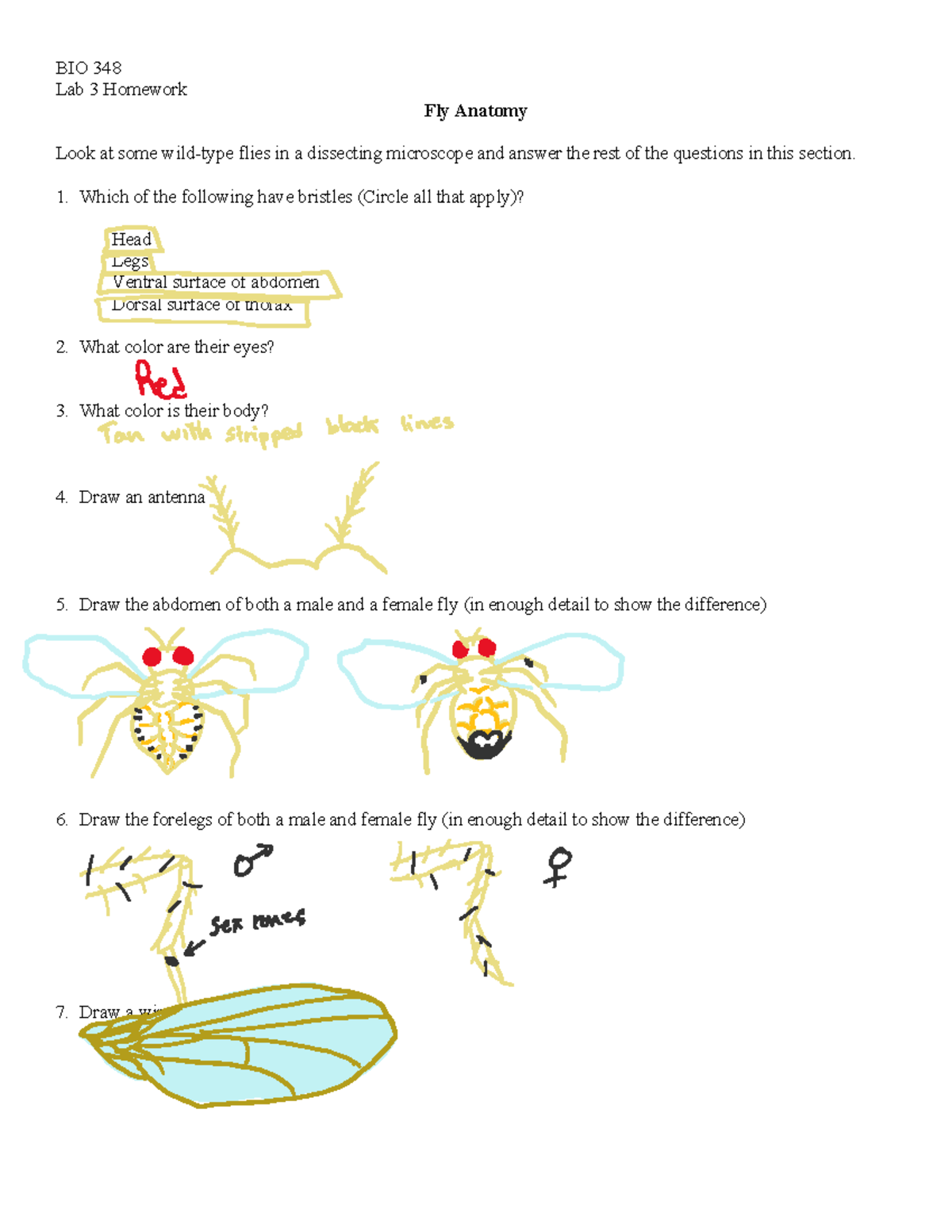 Lab3.Flies.Homework copy - BIO 348 Lab 3 Homework Fly Anatomy Look at ...