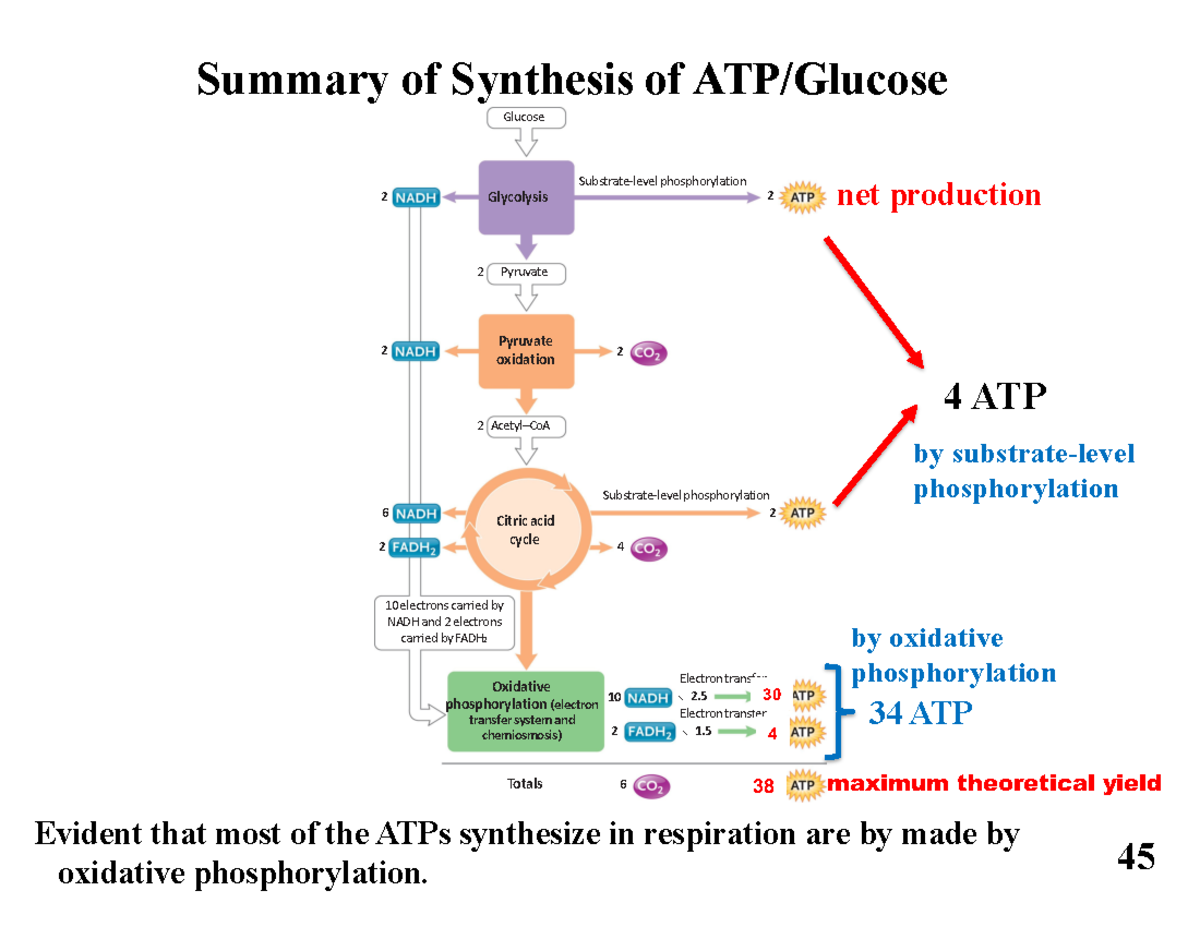 Lecture 15 - Glucose 2 Pyruvate Substrate-level phosphorylation 2 ...