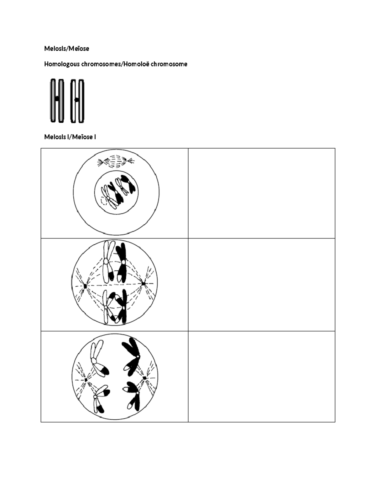 Meiosis diagrams - Study material for paper 2 - Meiosis/Meïose ...