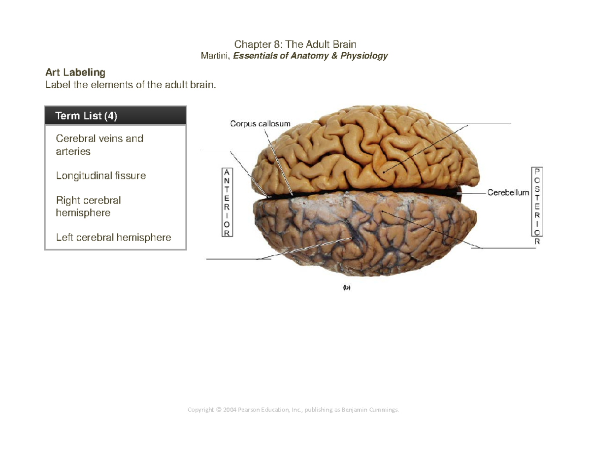 8 The Adult Brain - ANPH1001 - Copyright © 2004 Pearson Education, Inc ...
