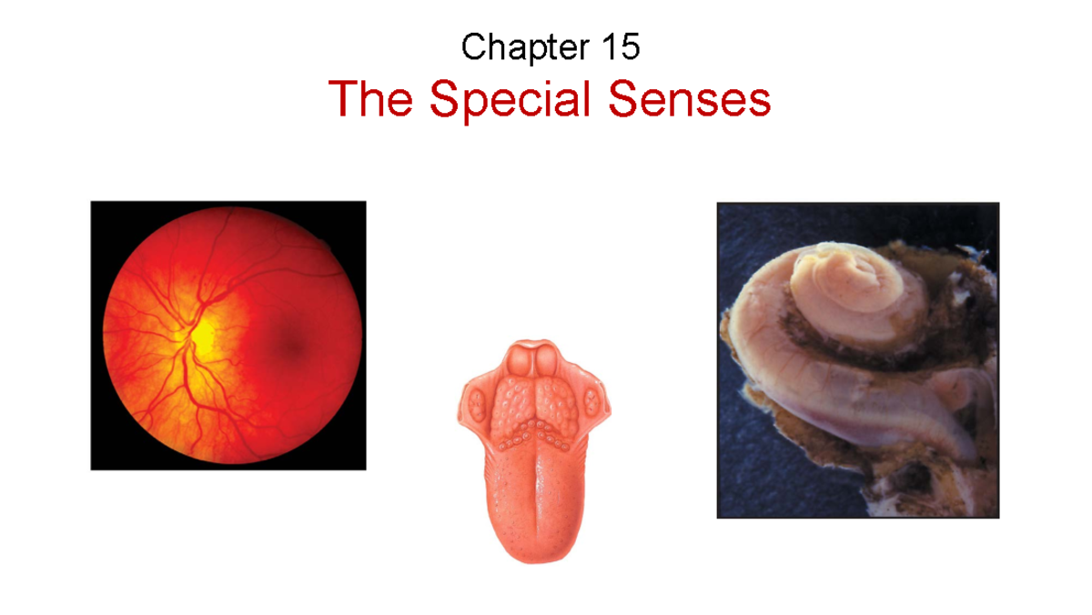21 Special Senses Vision - Chapter 15 The Special Senses Vision ...