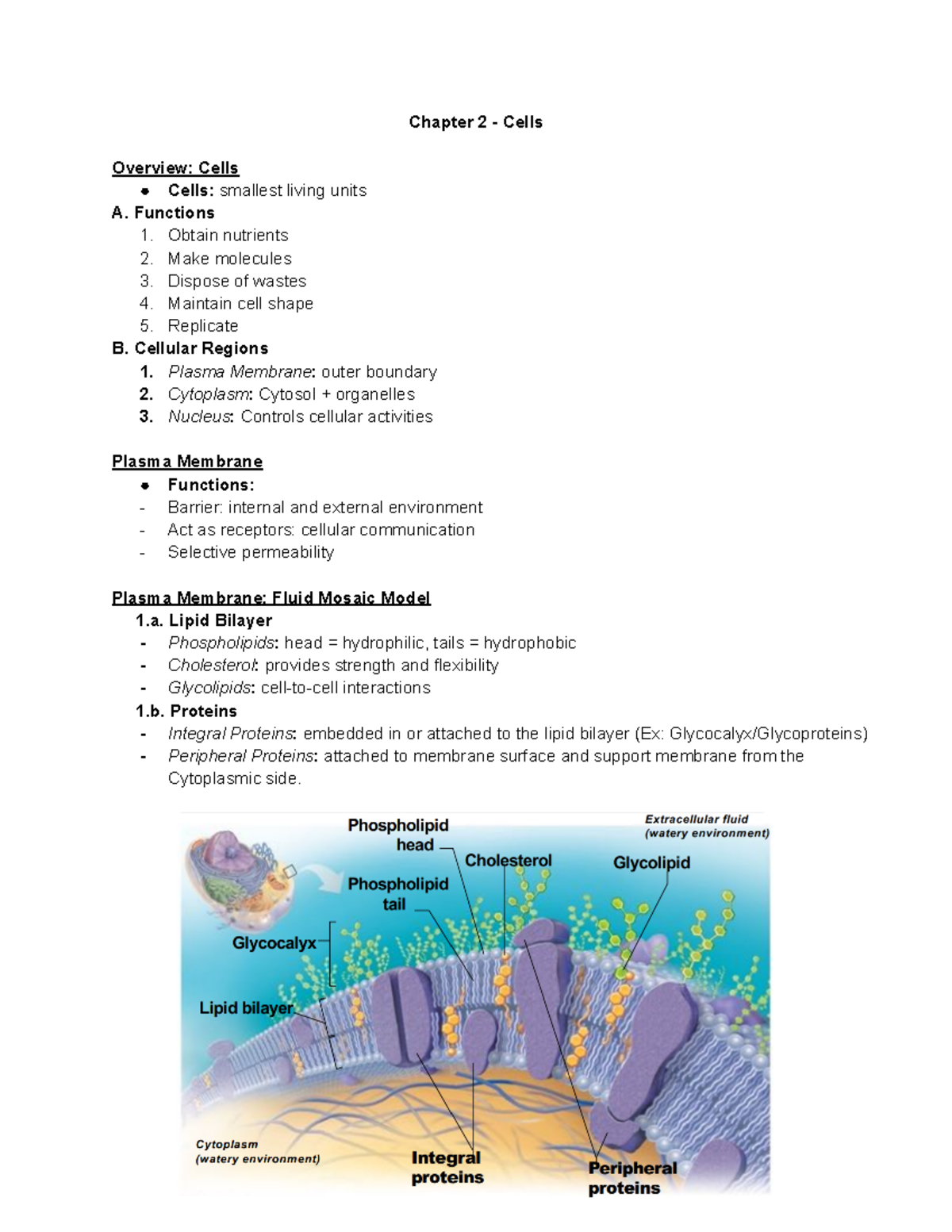 BIOL-4 - The Human Body Ch.2 - Cells - Chapter 2 - Cells Overview ...