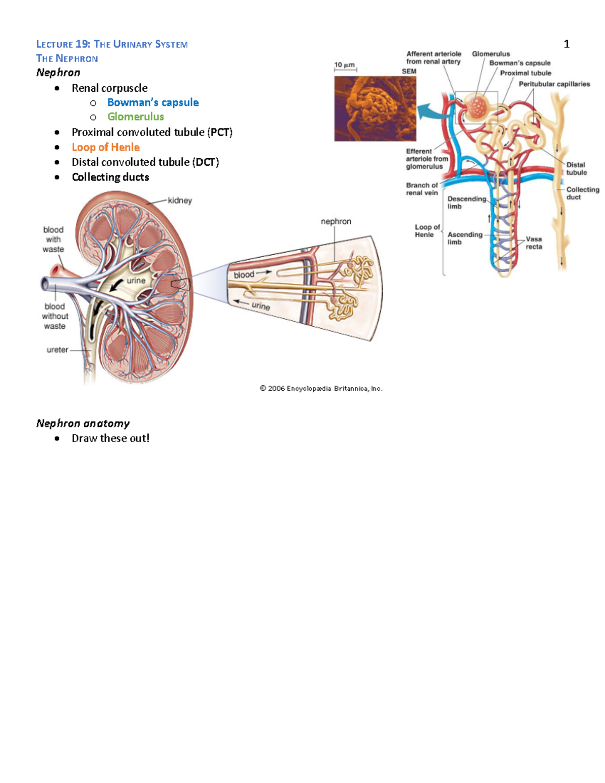 Lecture 19- THE Urinary System - THE NEPHRON Nephron Renal corpuscle o ...
