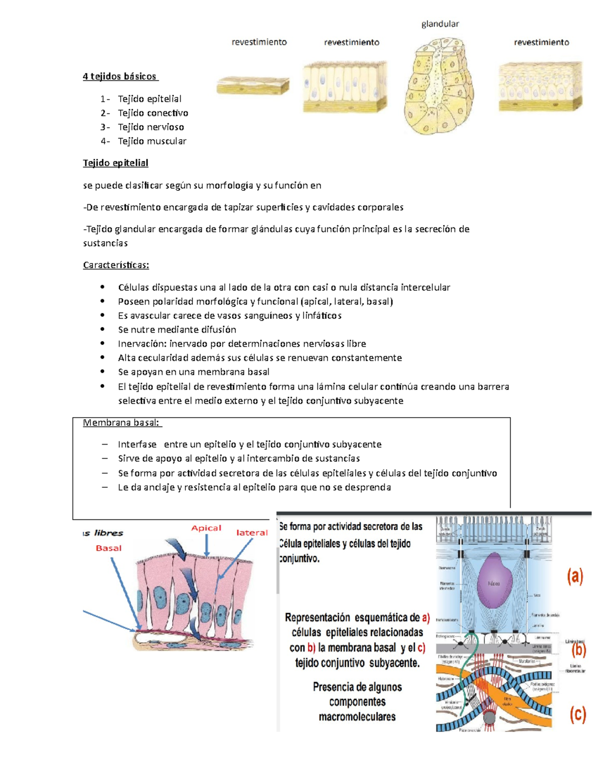 4 tejidos básicos - En ellos solo la capa más profunda toma contacto ...