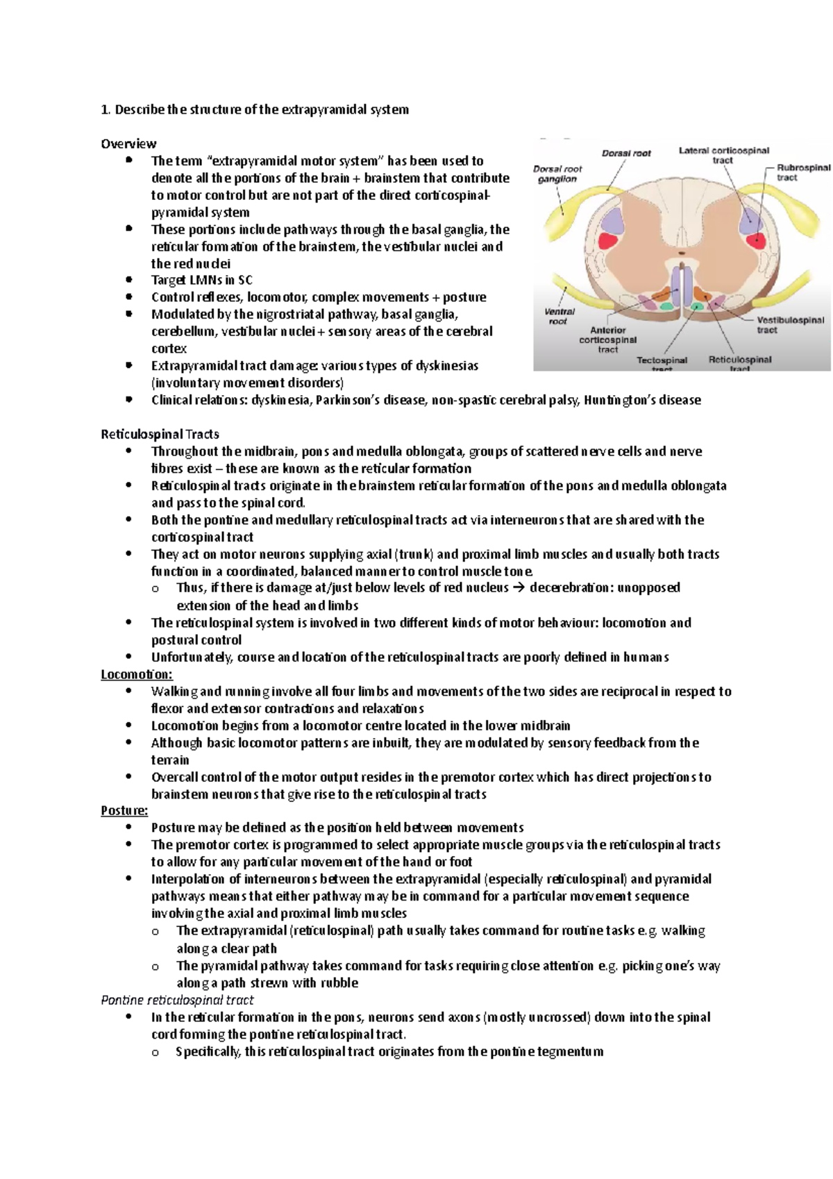 Structure of the extrapyramidal system - neurology - Describe the ...