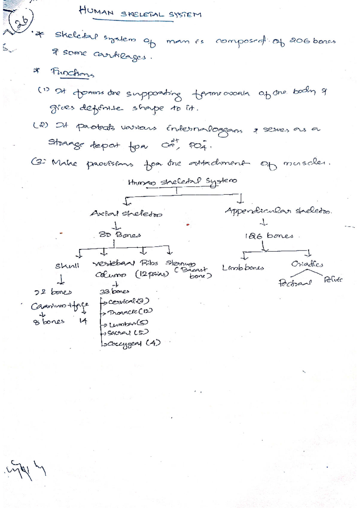 Zoology- Human skeletal system - Bsc zoology - Studocu