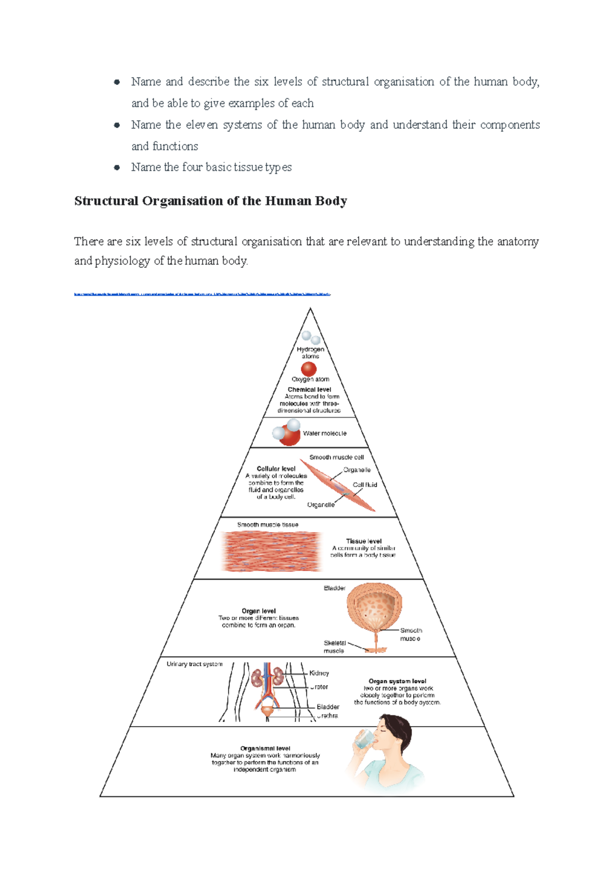 Organisation of the Human Body - - Studocu