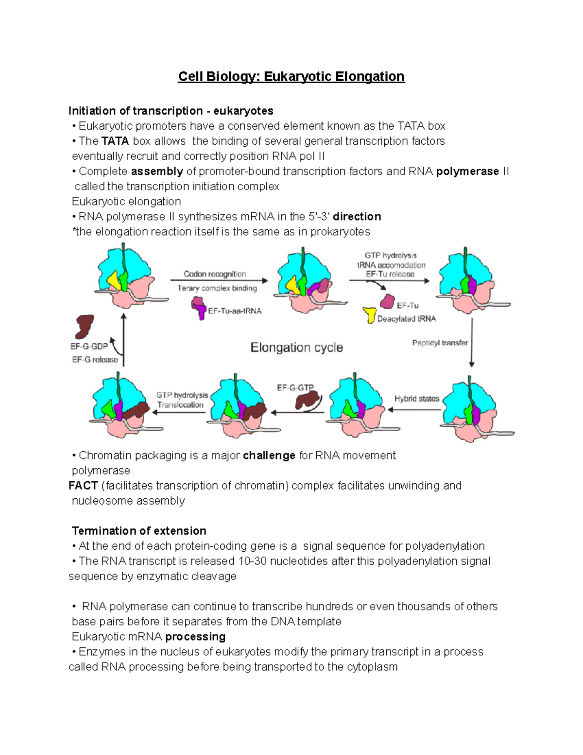 Cell Biology Eukaryotic Elongation - Cell Biology: Eukaryotic ...