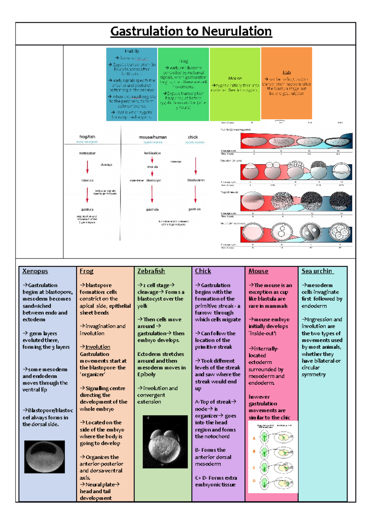 L3 Gastrulation to neurulation - Gastrulation to Neurulation Xenopus ...
