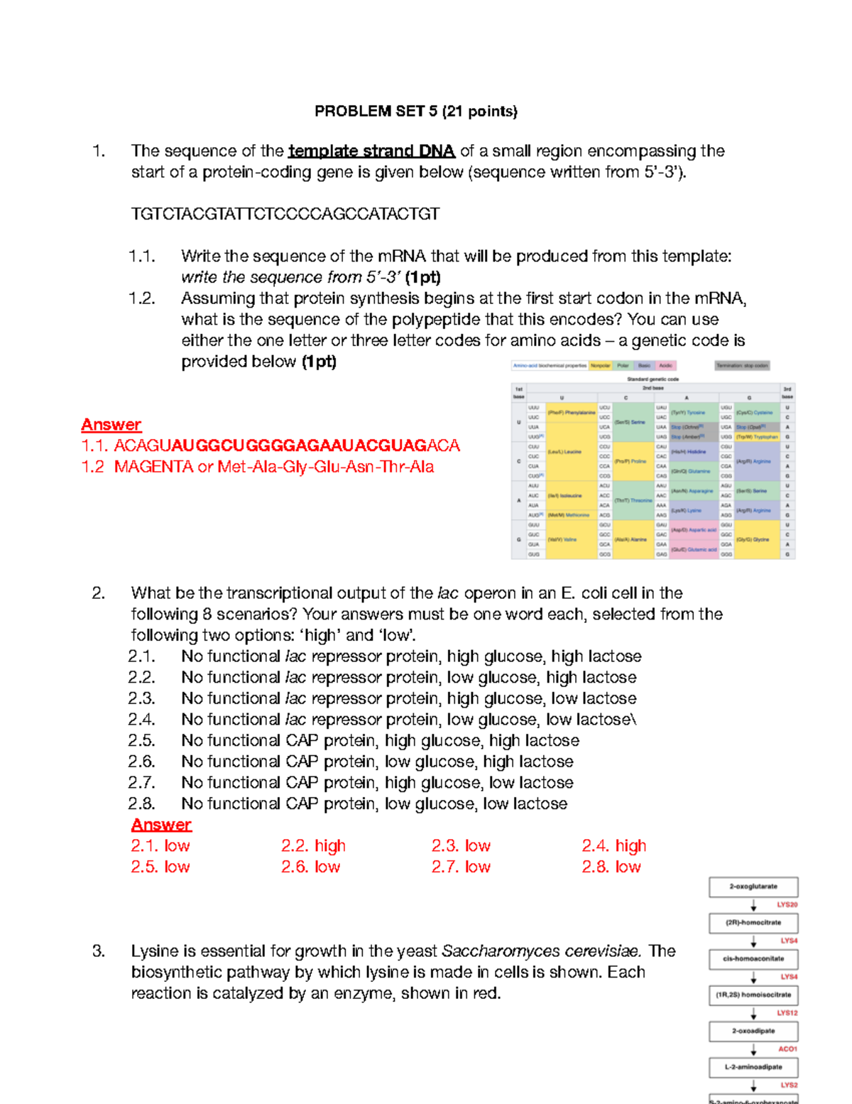 PS5 -KEY - Problem set 5 - PROBLEM SET 5 ( 21 points) The sequence of the template strand DNA of ...