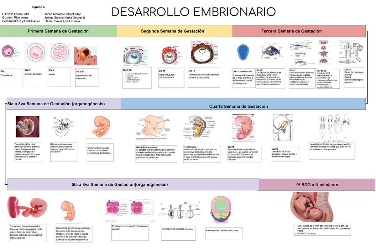Linea DE Tiempo FINAL DE EMBRIOLOGIA - DESARROLLO EMBRIONARIO Primera Semana de Gestación ...