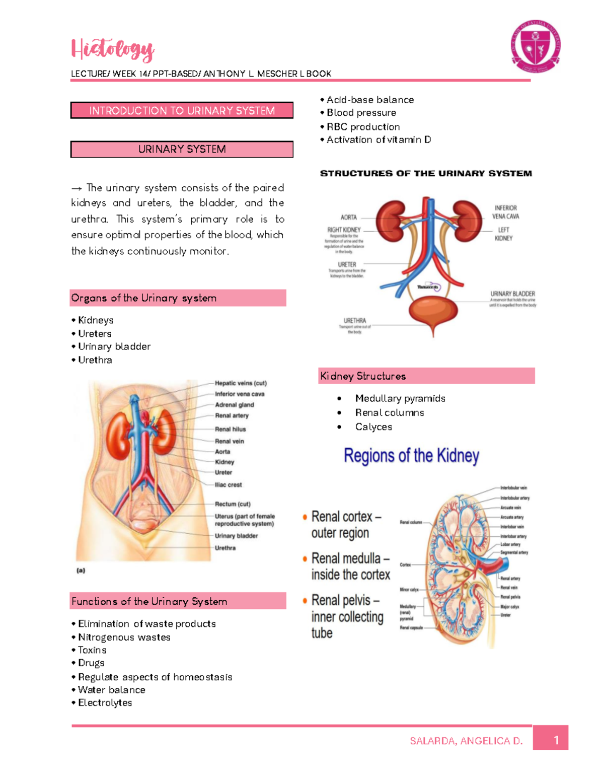 Histology Urinary System Finals Transes - LECTURE/ WEEK 1 4 / PPT-BASED/ ANTHONY L. MESCHER L ...