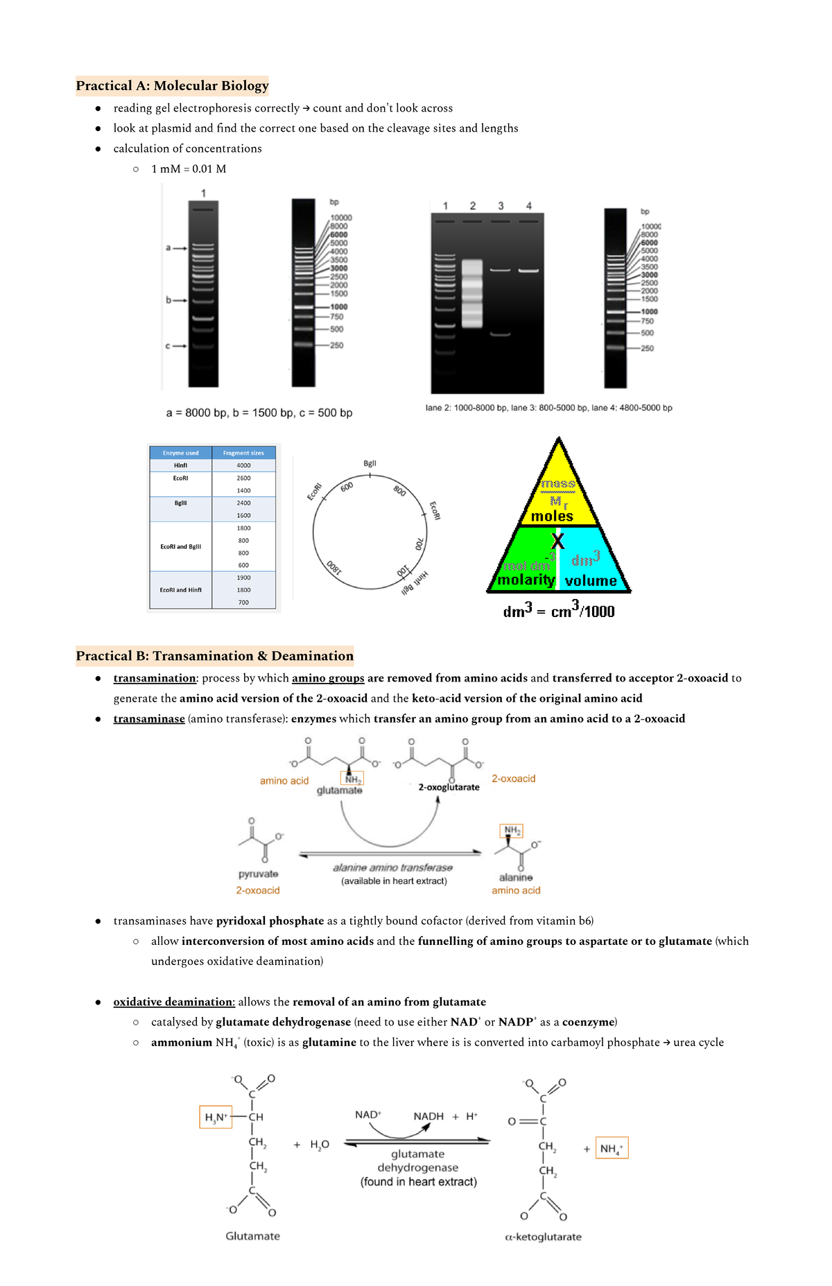 BIOC0001 practicals - Summary Biochemistry and Molecular Biology ...