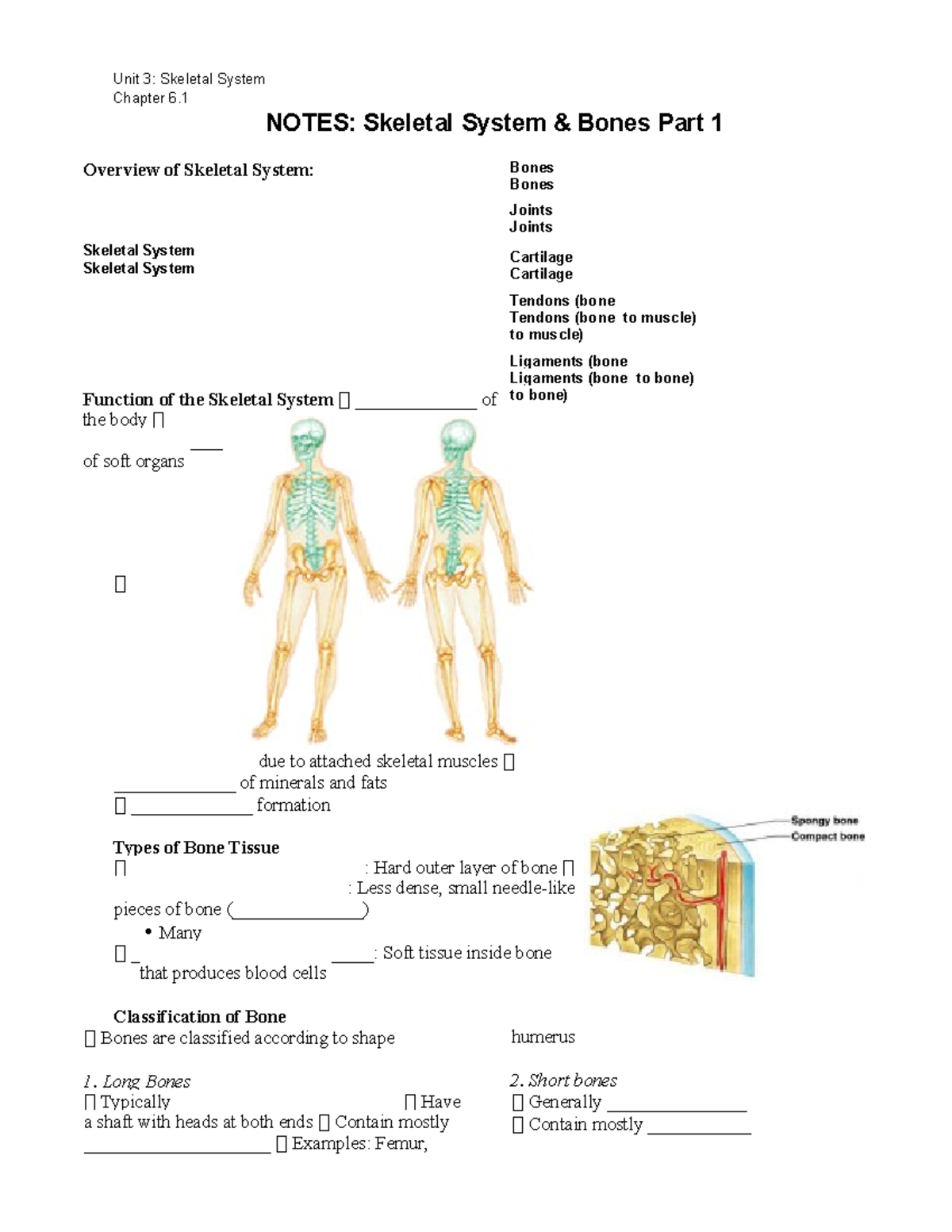 Katarina Siqueiros - skeletal system pt 1 fill in student kd15 - Unit 3: Skeletal System Chapter ...