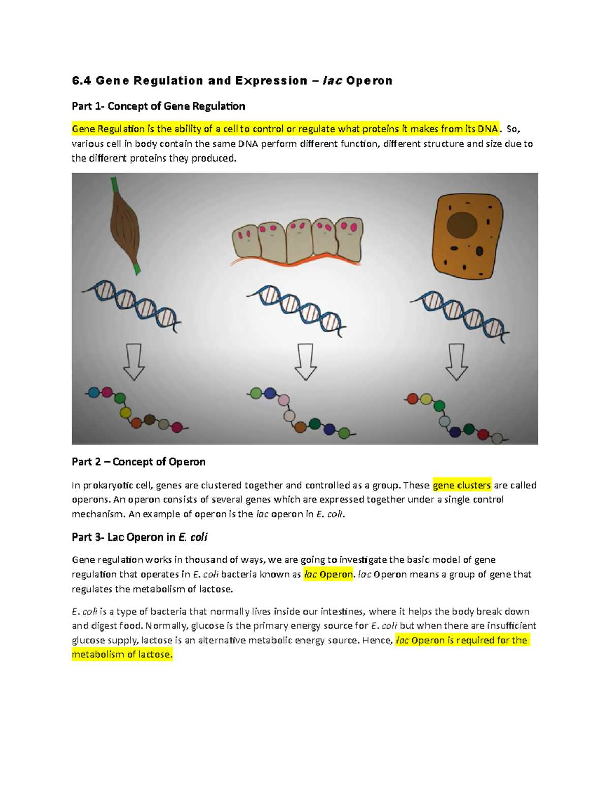 Bio assignment 6 - sickle cell anaemia - 6 Gene Regulation and ...