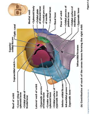 Ophthalmic Anatomy and Physiology - Practice Test Questions - OAP B ...