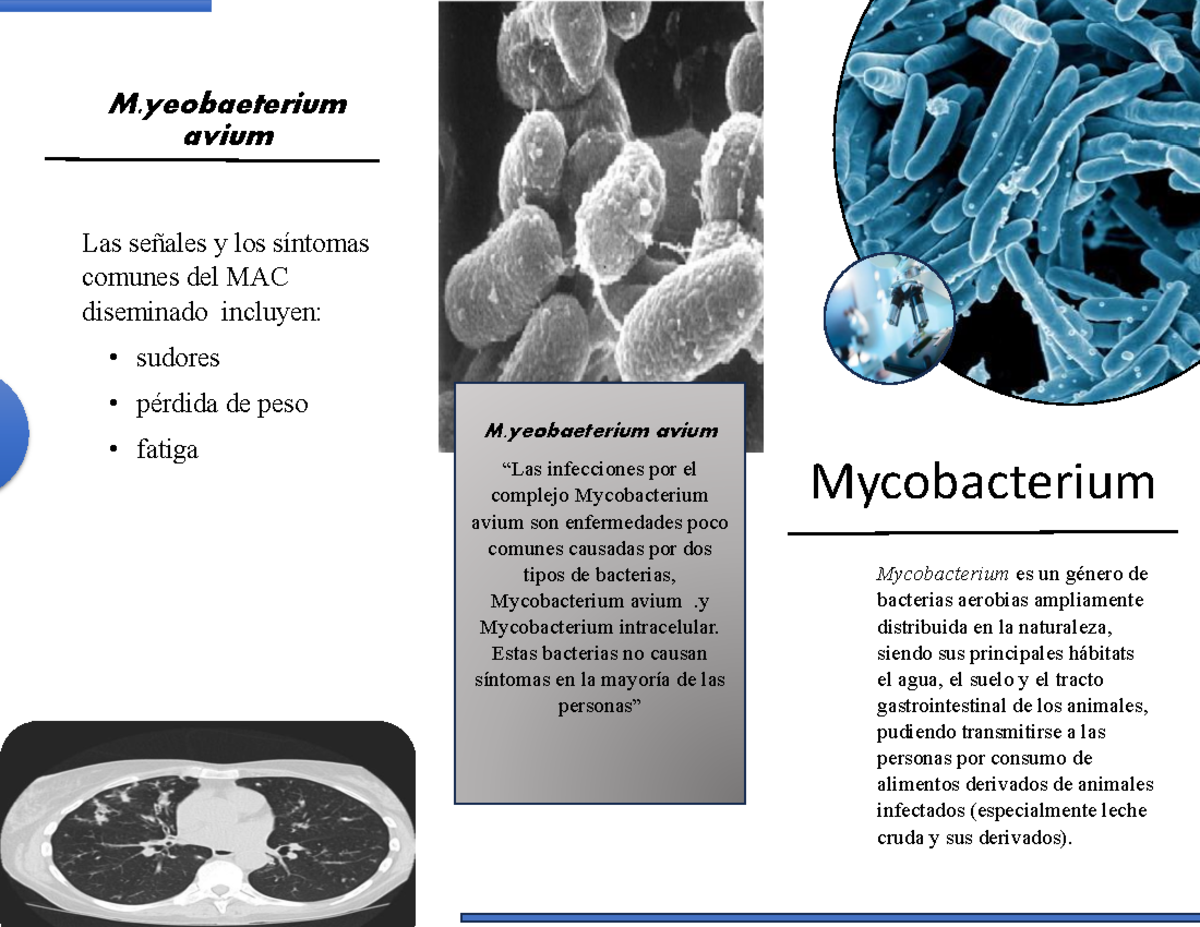 apuntes de Mycobacterium - Mycobacterium Mycobacterium es un género de ...