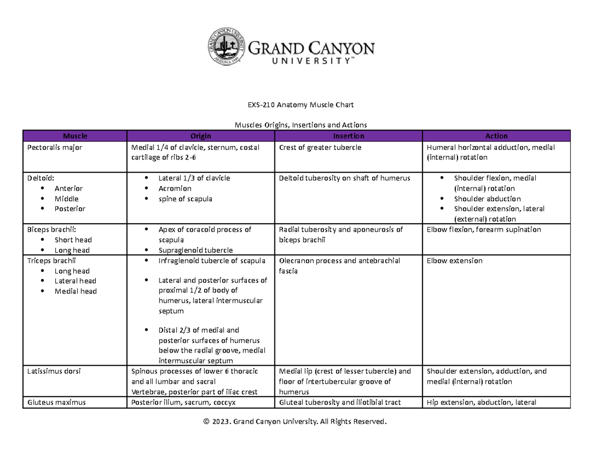 EXS 210 RS Anatomy Muscle Chart - EXS-210 Anatomy Muscle Chart Muscles ...
