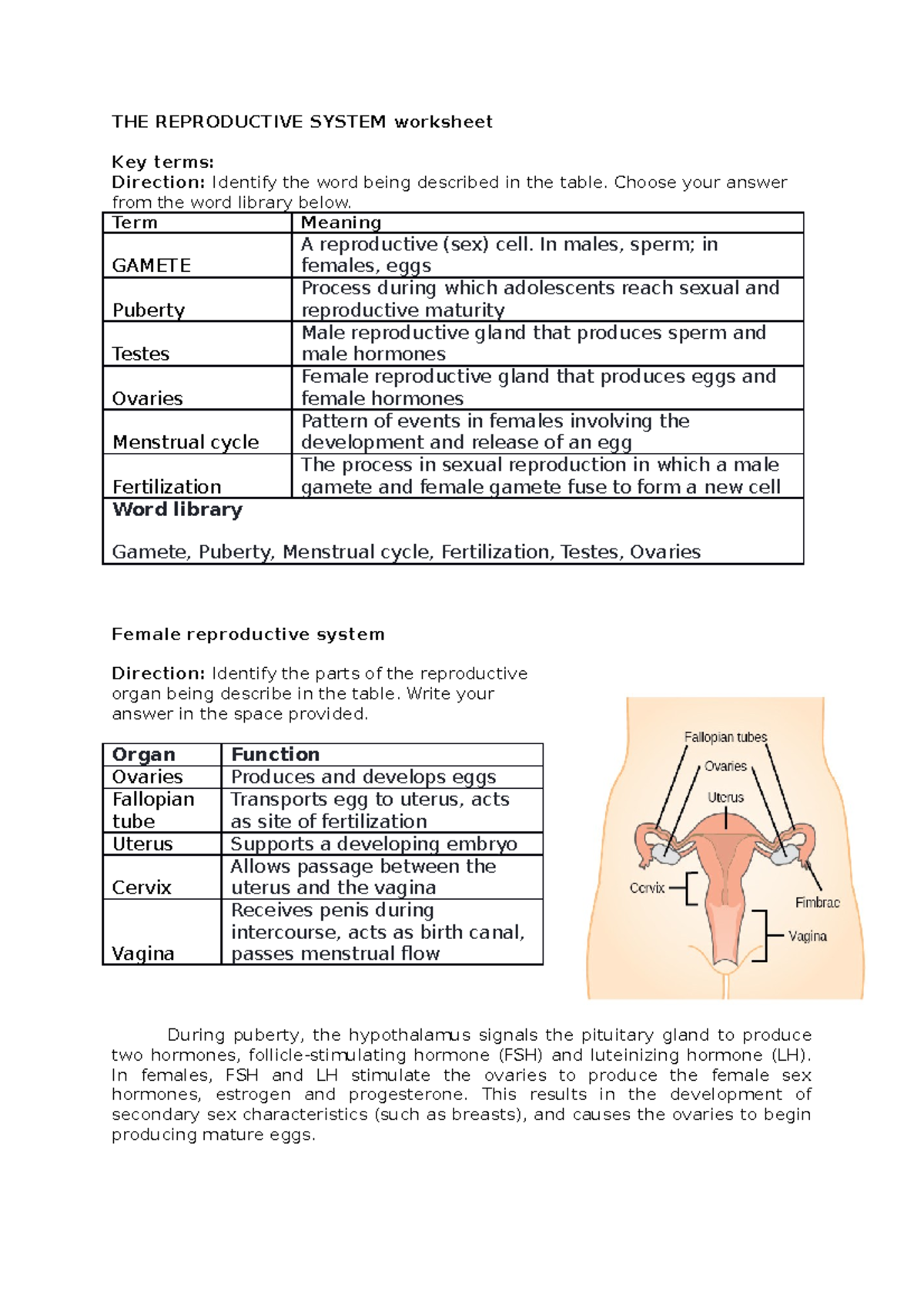 THE Reproductive System - THE REPRODUCTIVE SYSTEM worksheet Key terms ...