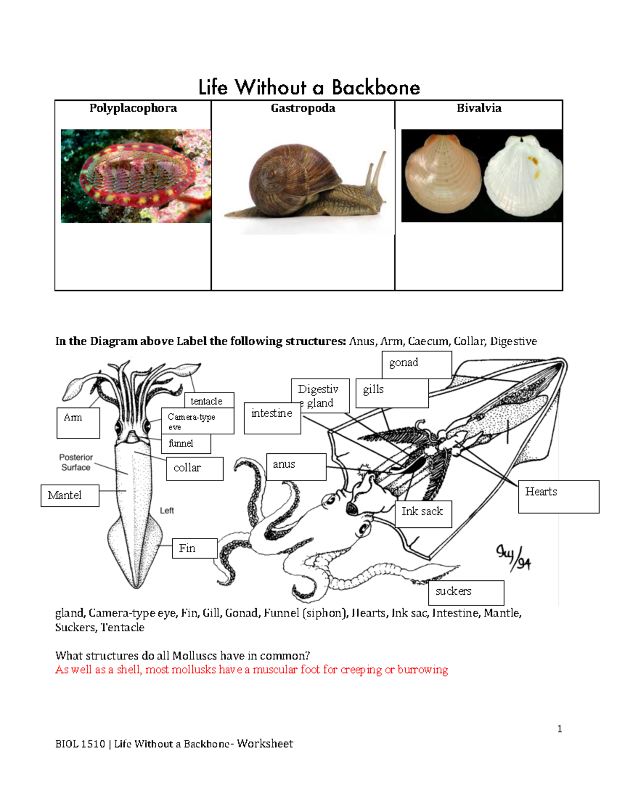 Lab 09 Worksheet Life without a Backbone - BIOL 1510 | Life Without a ...