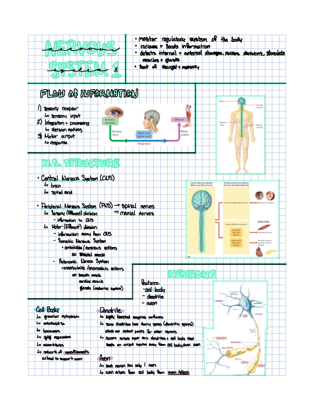 Chapter 10- Nervous System - masterregulatorysystemof the body fff fg ...