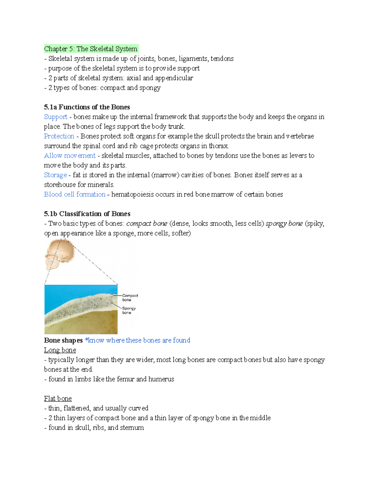 Chapter 5 - The Skeletal System - Chapter 5: The Skeletal System ...