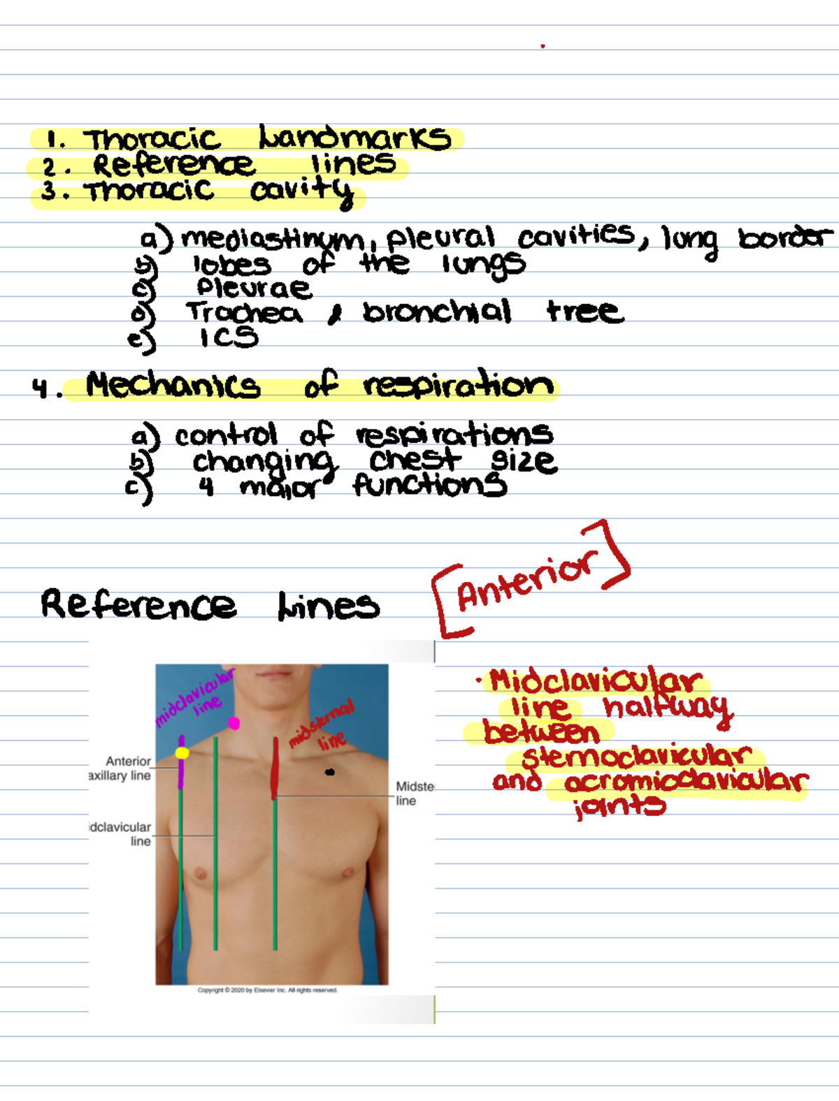 Note Feb 26, 2024 - lecture notes - Chapter 19 20 Quiz 1 Thoracic ...