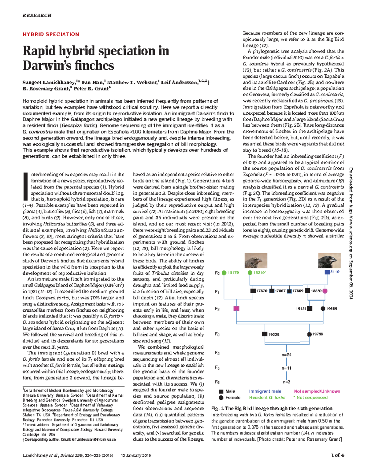 Paper 1- Lamichhaney et al. - HYBRID SPECIATION Rapid hybrid speciation in Darwin’s finches ...