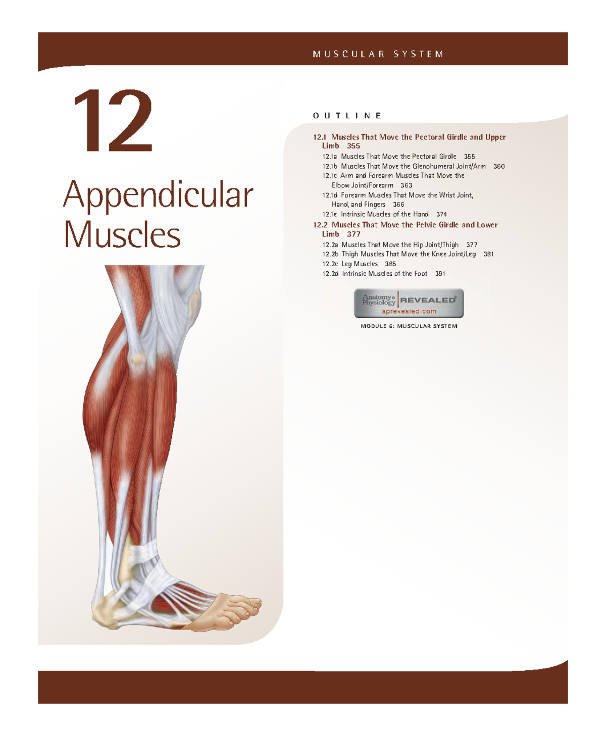 12. Appendicular Muscles - MODULE 6: MUSCUL AR SYSTEM O U T L I N E 12 ...