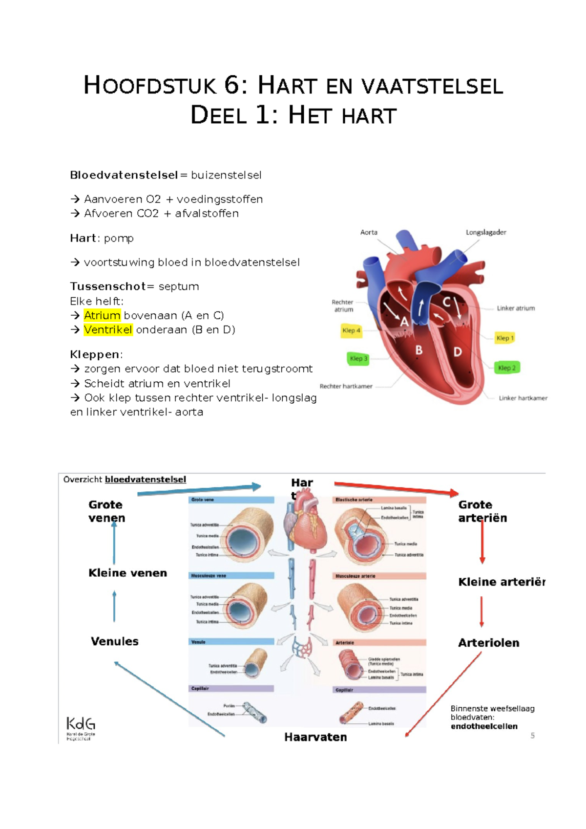 Hoofdstuk 6 - Samenvatting Anatomie en fysiologie - HOOFDSTUK 6: HART ...