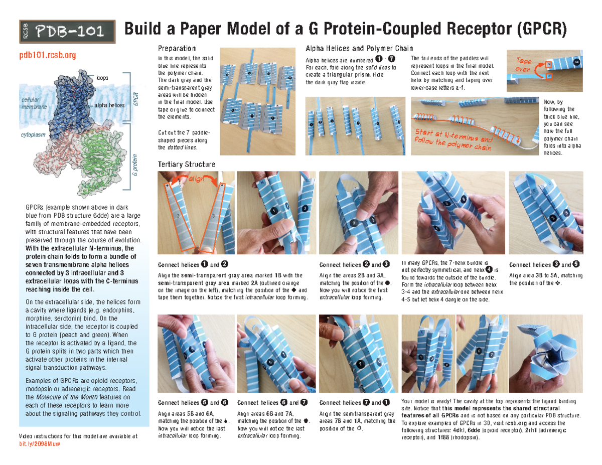 GPCR - BIOTEC, APUNTES - Build a Paper Model of a G Receptor (GPCR ...