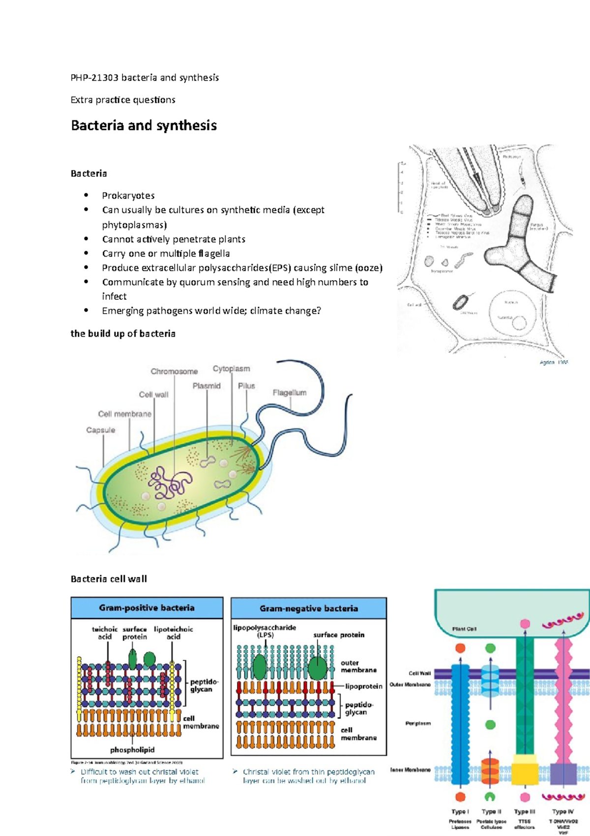 Summary bacteria and synthesis - PHP-21303 bacteria and synthesis Extra ...