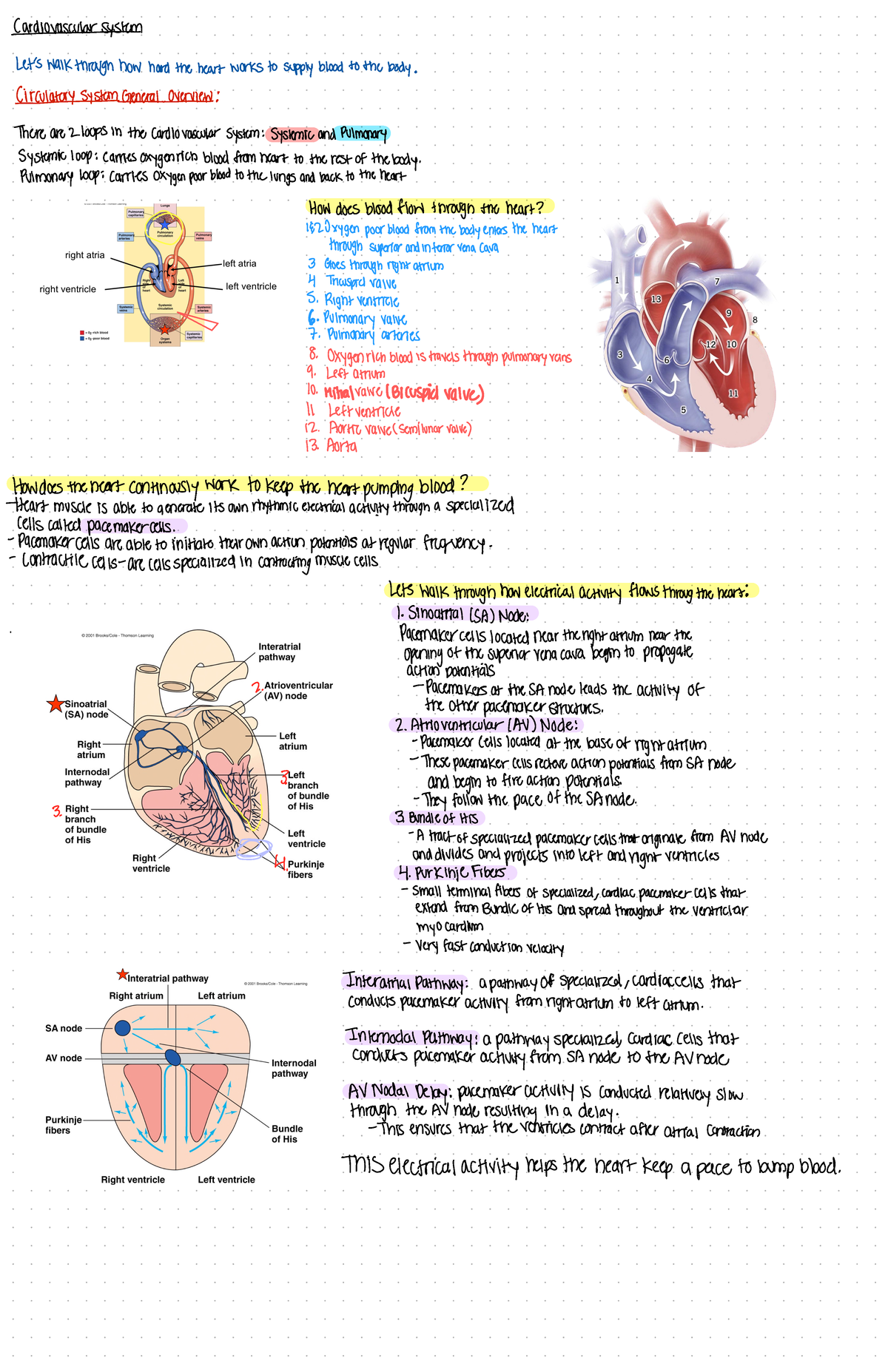 Cardio Review Session - Summary Human Physiology - Cardiovascular ...
