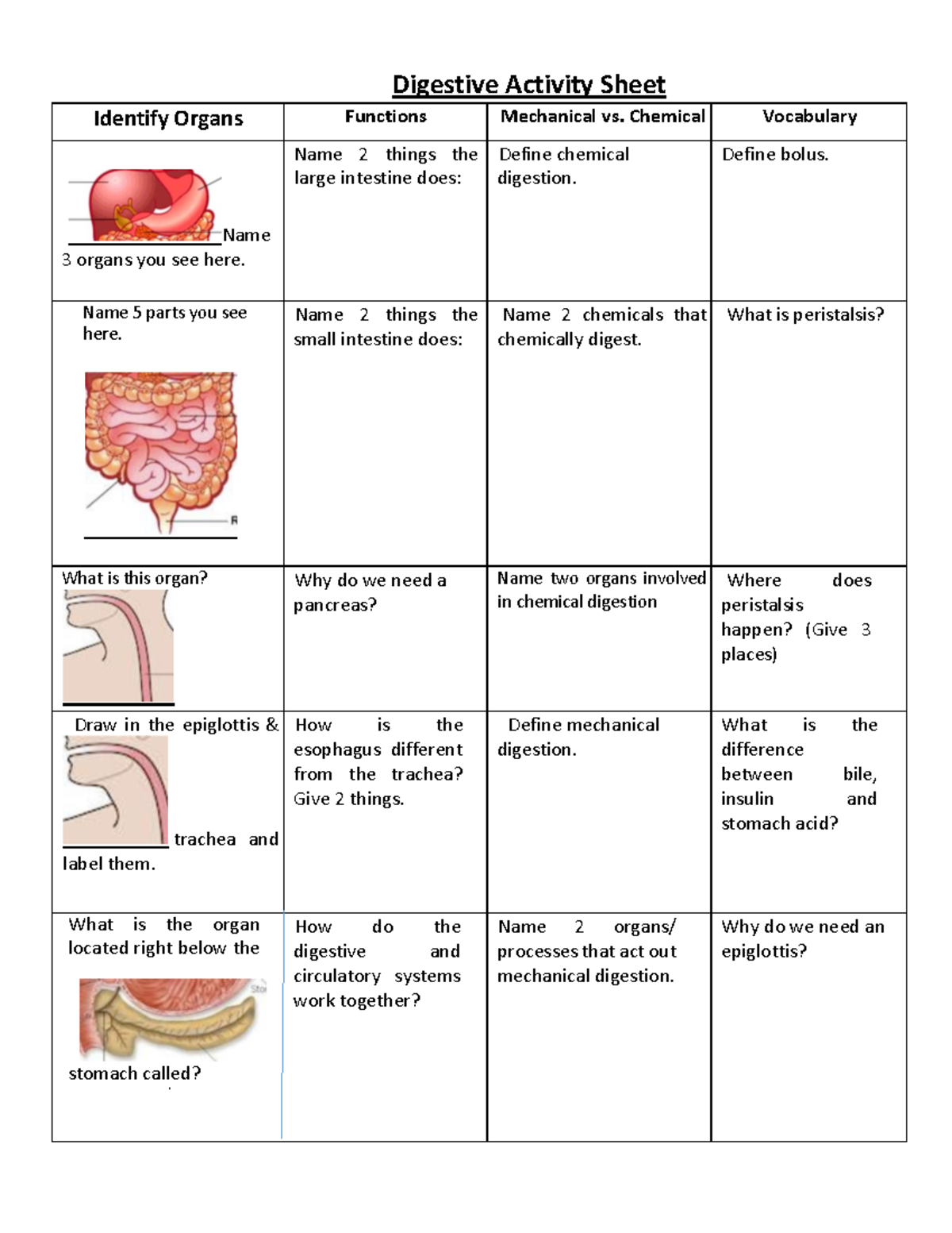 Digestive Activity Sheet 1 - Digestive Activity Sheet Identify Organs ...