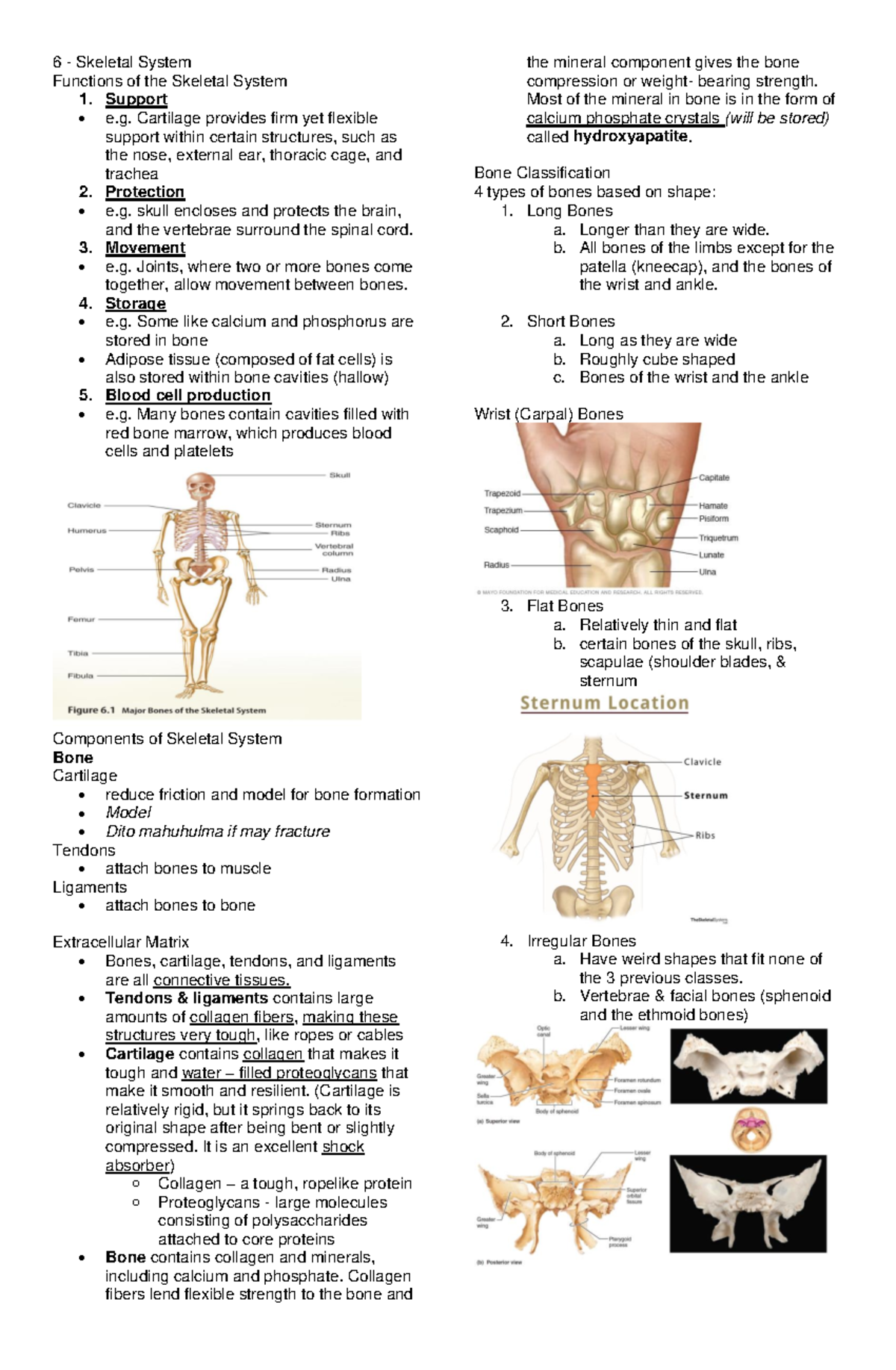 6 - Skeletal System - 6 - Skeletal System Functions of the Skeletal System 1. Support - e ...