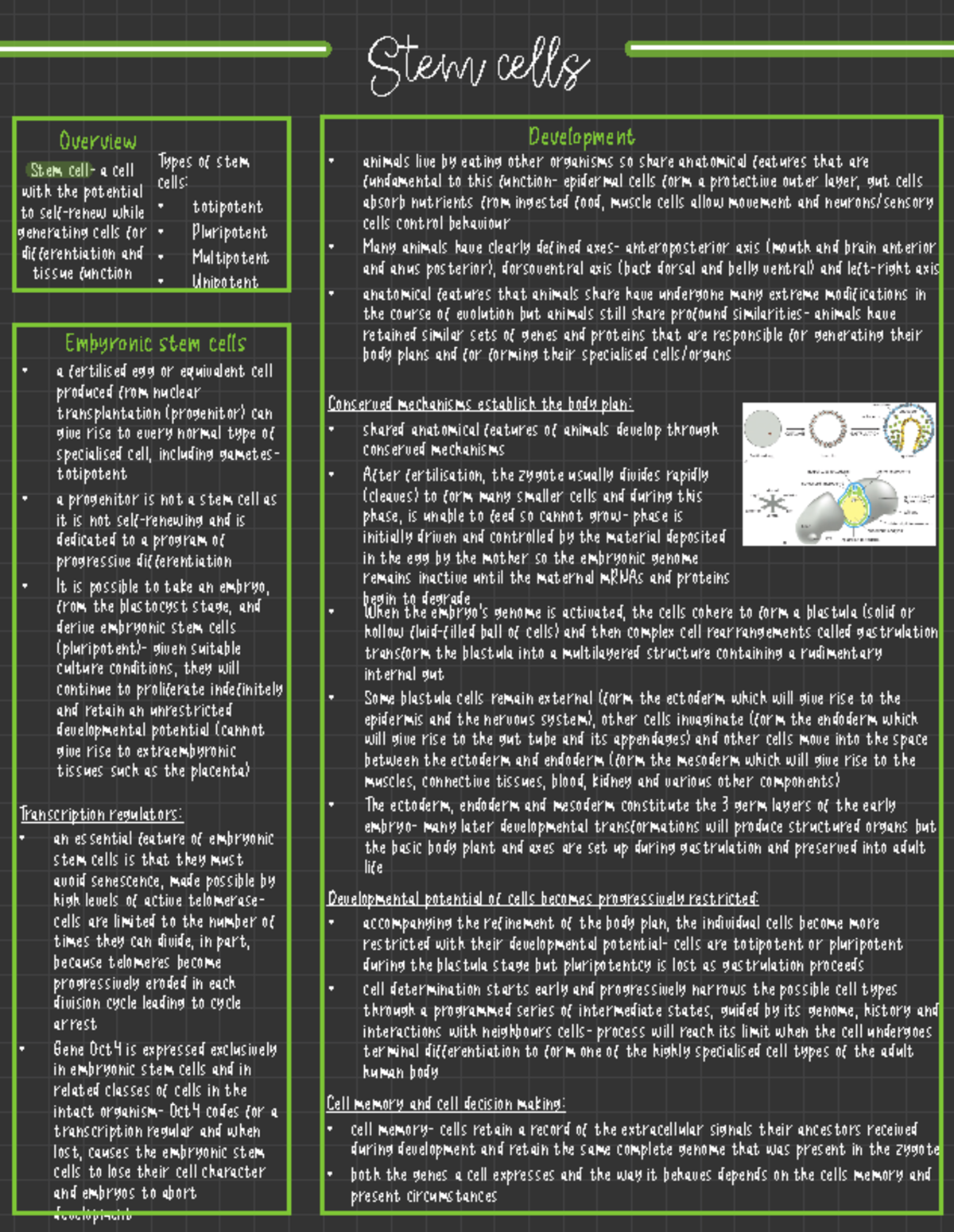 BIO116- Stem cells - Stem cell- a cell with the potential to self-renew ...