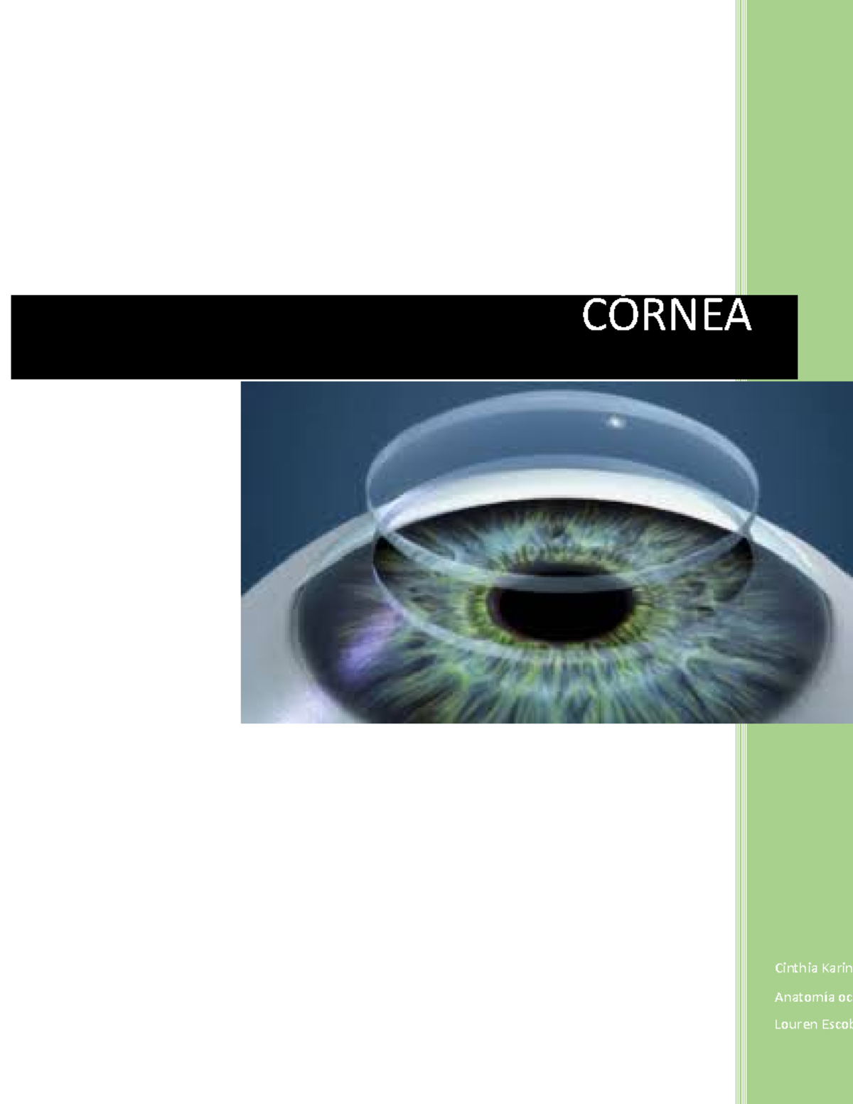 Cornea - Capas de la córnea - Cinthia Karin Anatomía oc Louren Escob ...