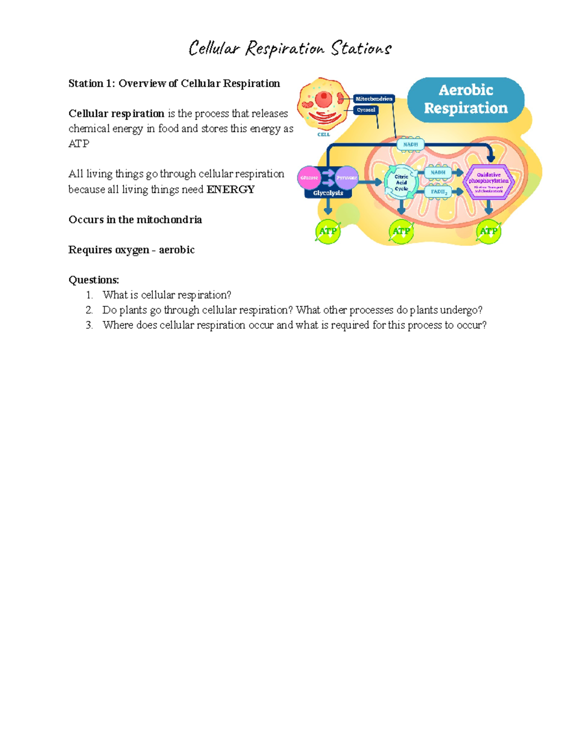 Cellular Respiration Stations - Cellular Respiration Stations Station 1 ...