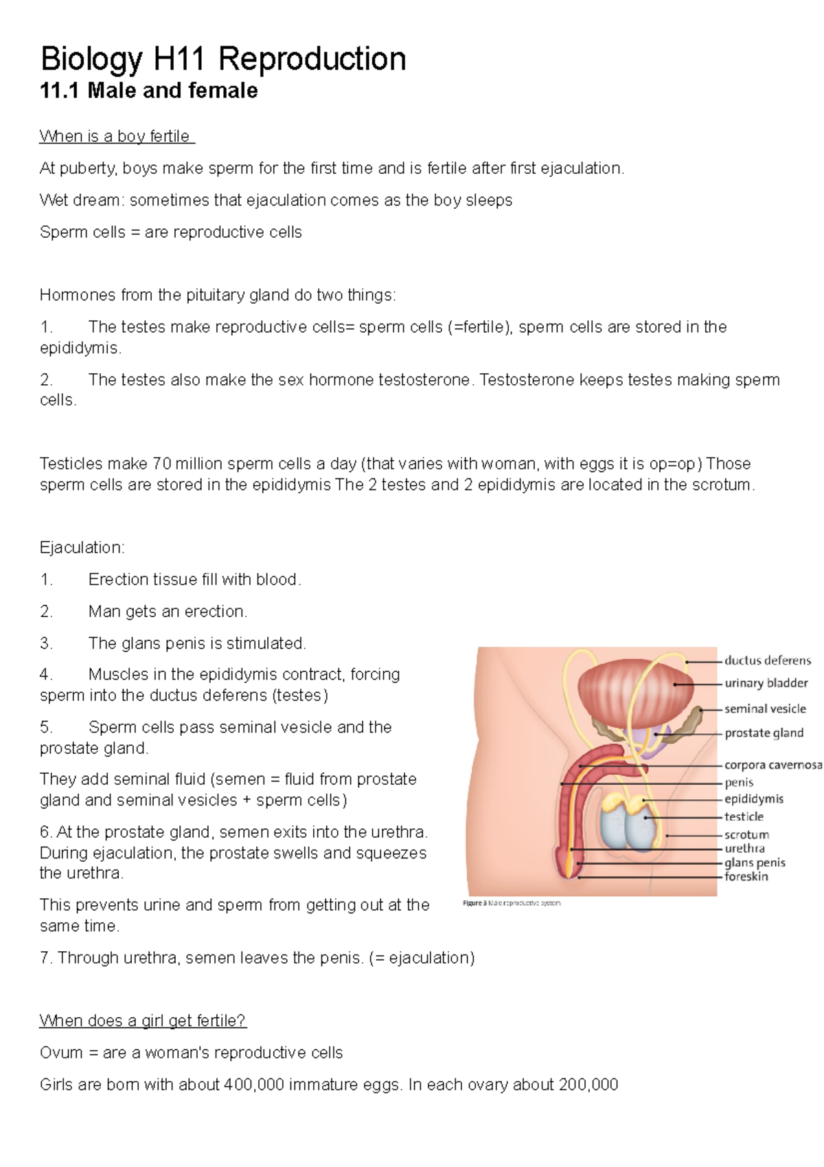 Biology H11 Reproduction - Wet dream: sometimes that ejaculation comes as the boy sleeps Sperm ...
