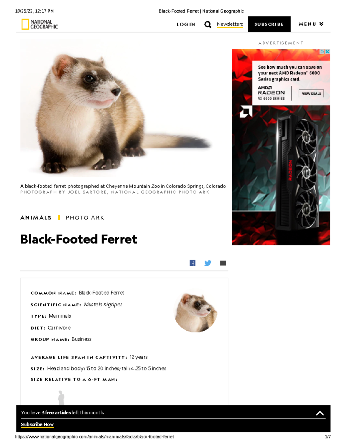 Black-Footed Ferret National Geographic - Black-Footed Ferret ####### C O M M O N N A M E ...