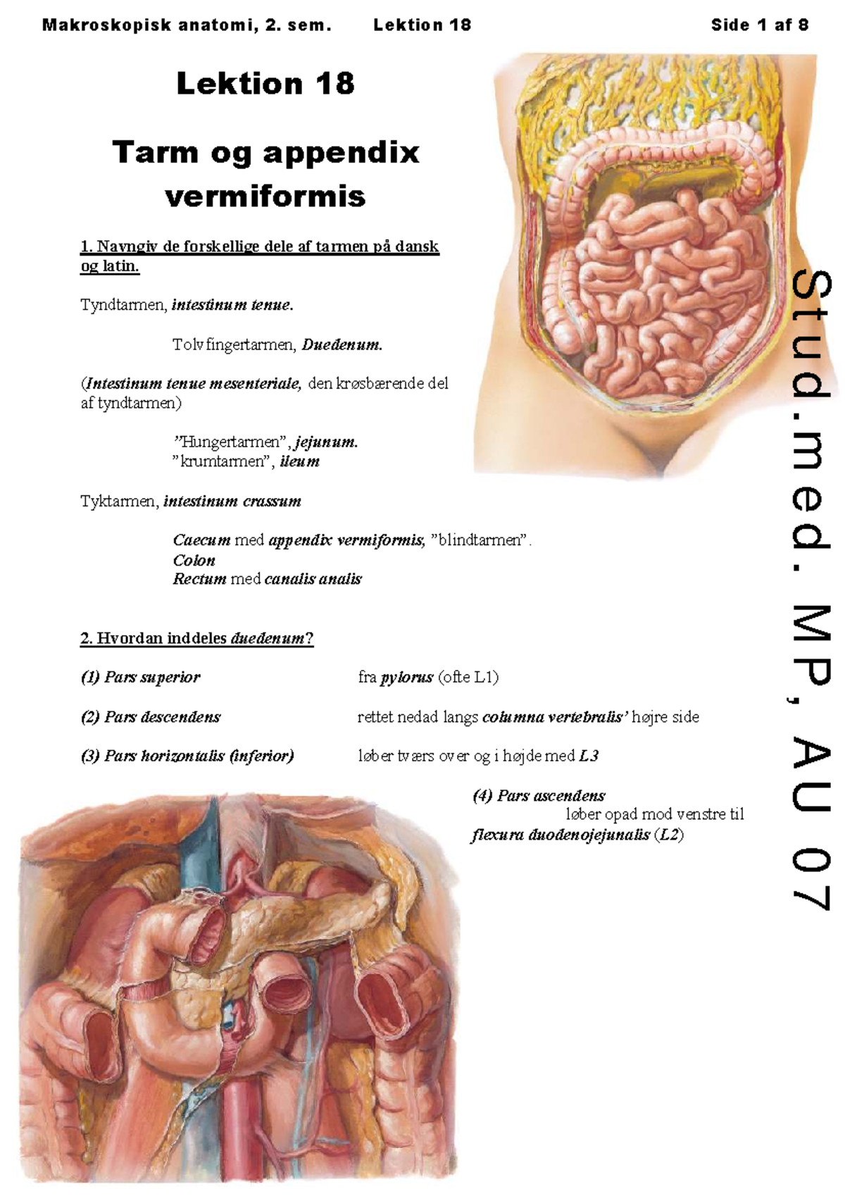 Tarm og appendix vermiformis - - StuDocu