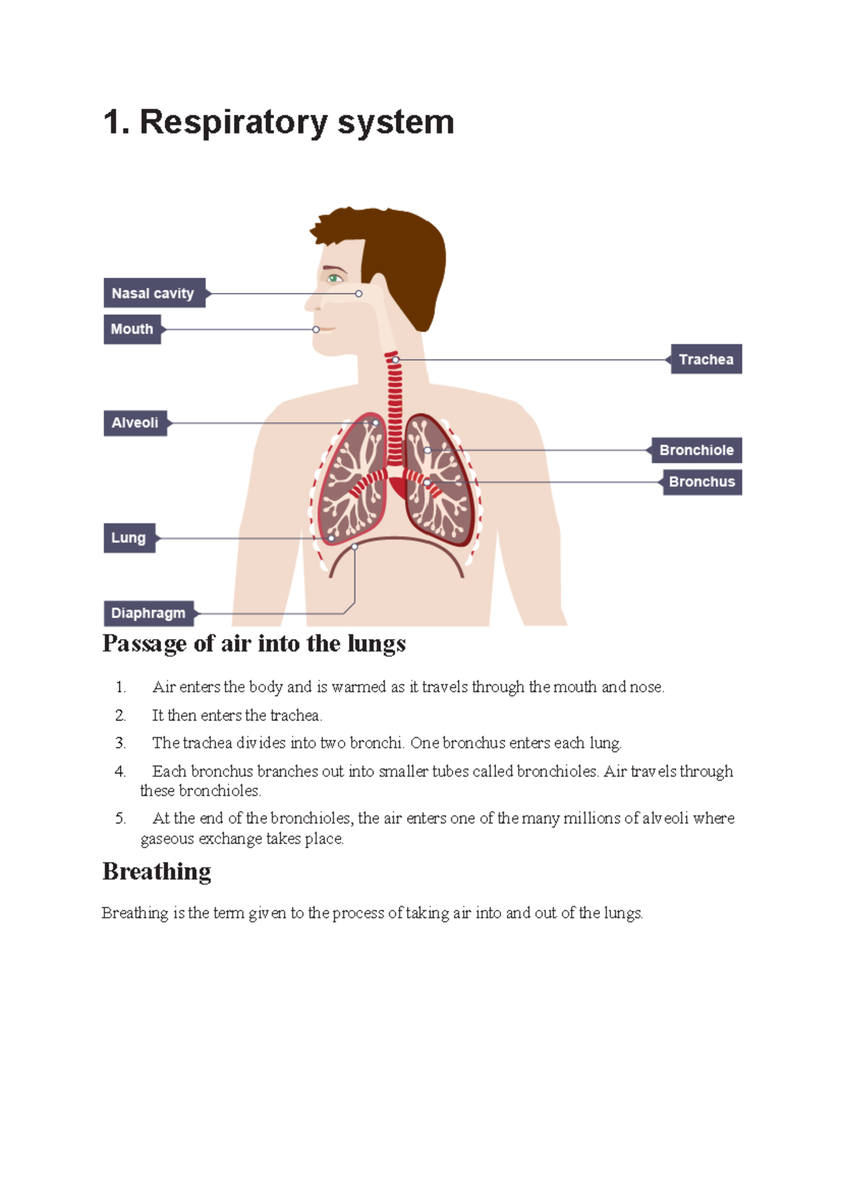 Human body systems review notes anatomy - 1. Respiratory system Passage ...
