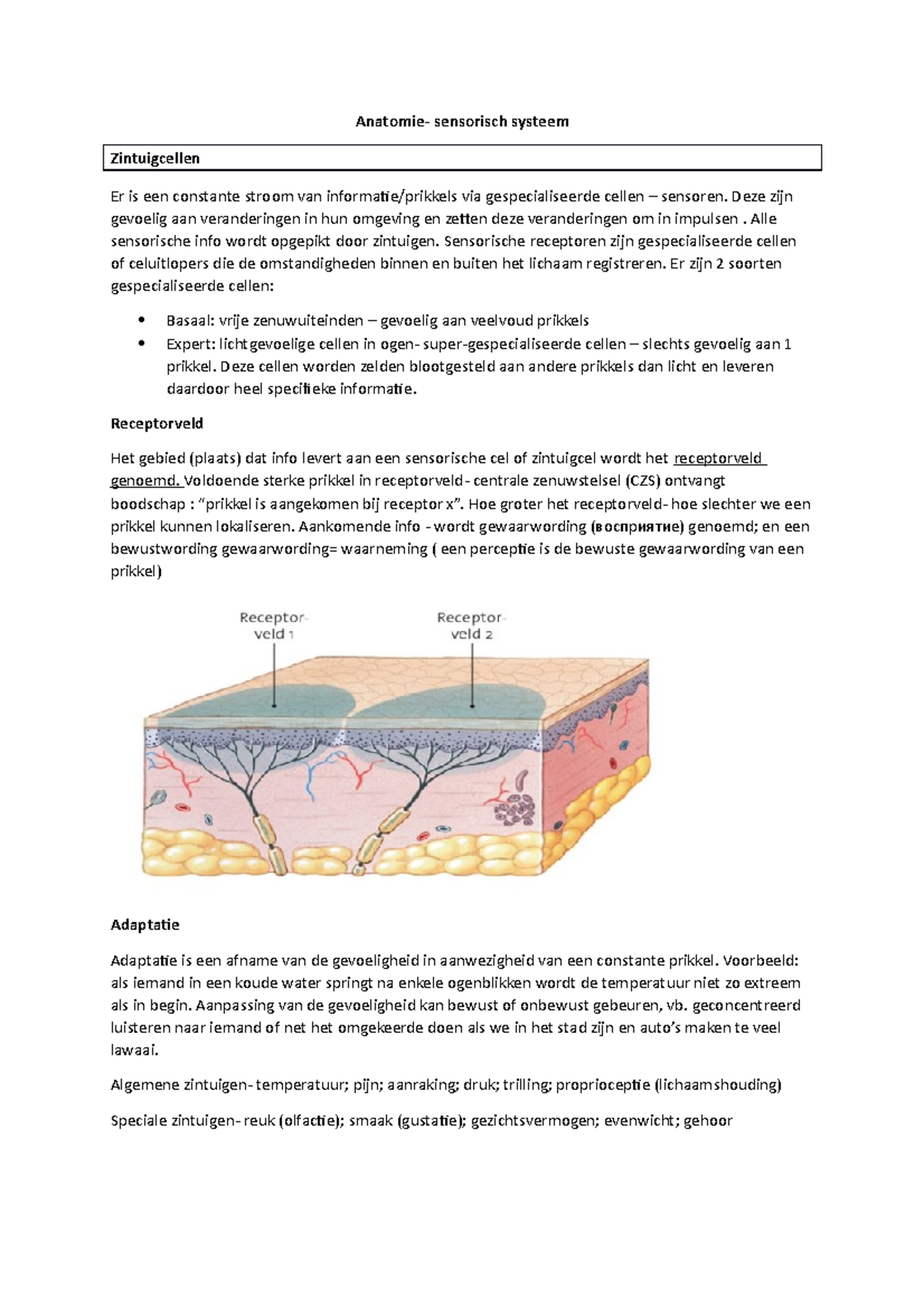 Anatomie- sensorisch systeem - Anatomie- sensorisch systeem ...