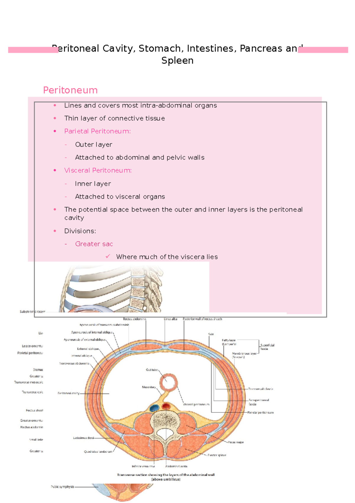 Peritoneal Cavity - detailed anatomy notes - Peritoneal Cavity, Stomach ...